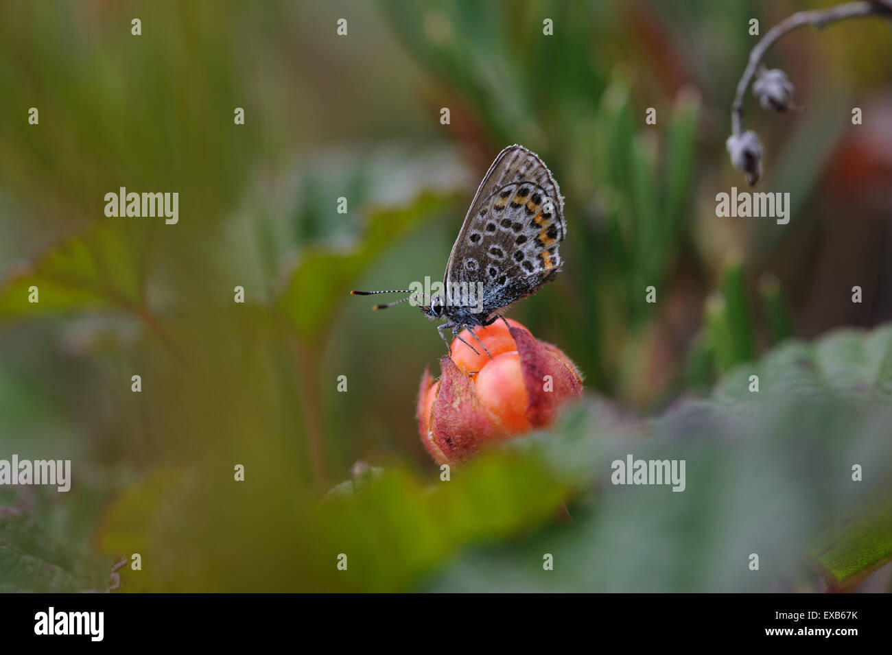 Silver-studded blue butterfly sitting on cloudberry Stock Photo - Alamy