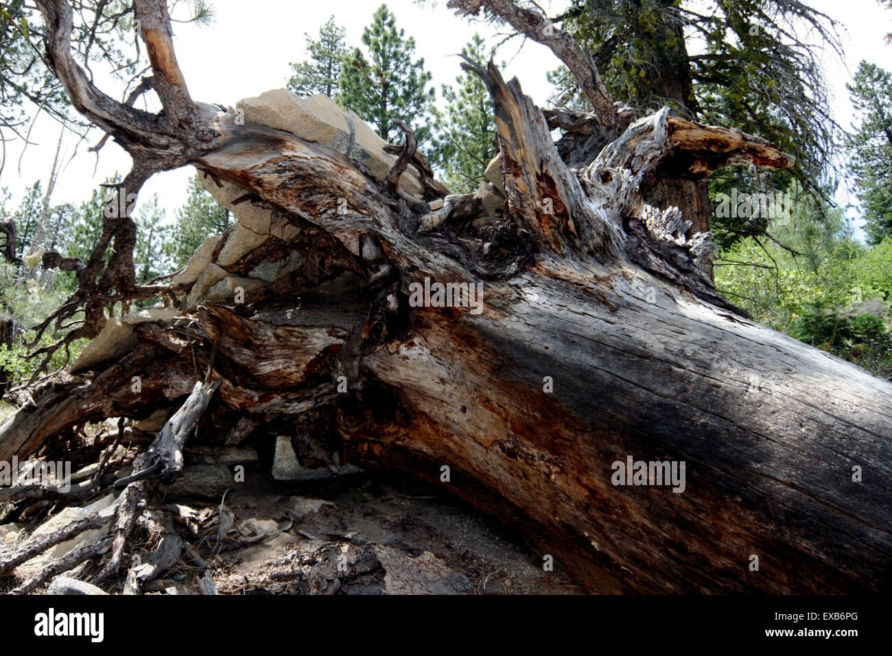 Turned over tree stump with granite rocks in roots Huntington Lake ...