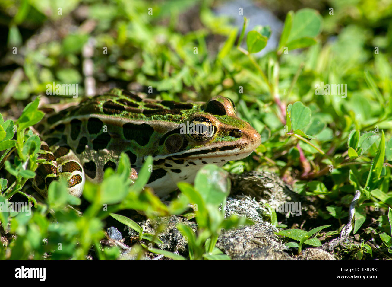 Northern Leopard Frog Stock Photo - Alamy