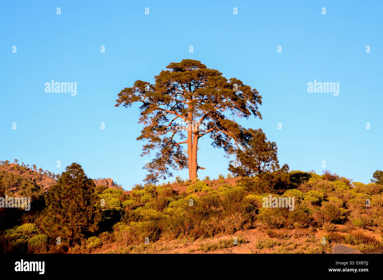 One Big Tree Stock Photo - Alamy