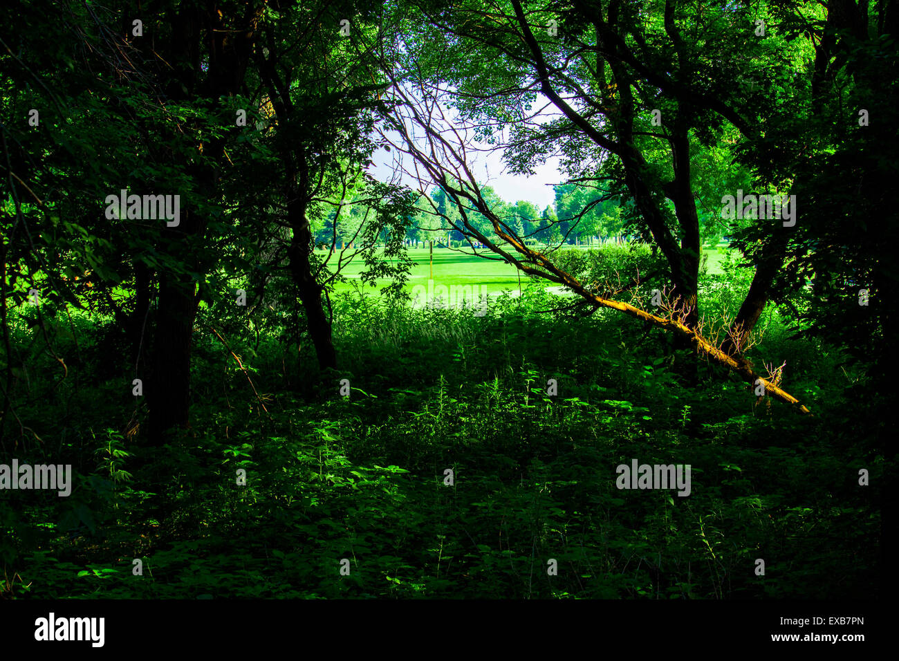 Thick underbrush hi-res stock photography and images - Alamy