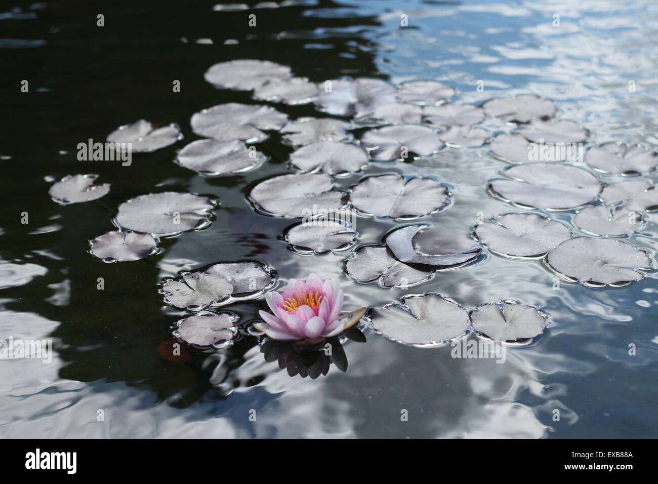 A single water lily on a pond Stock Photo - Alamy