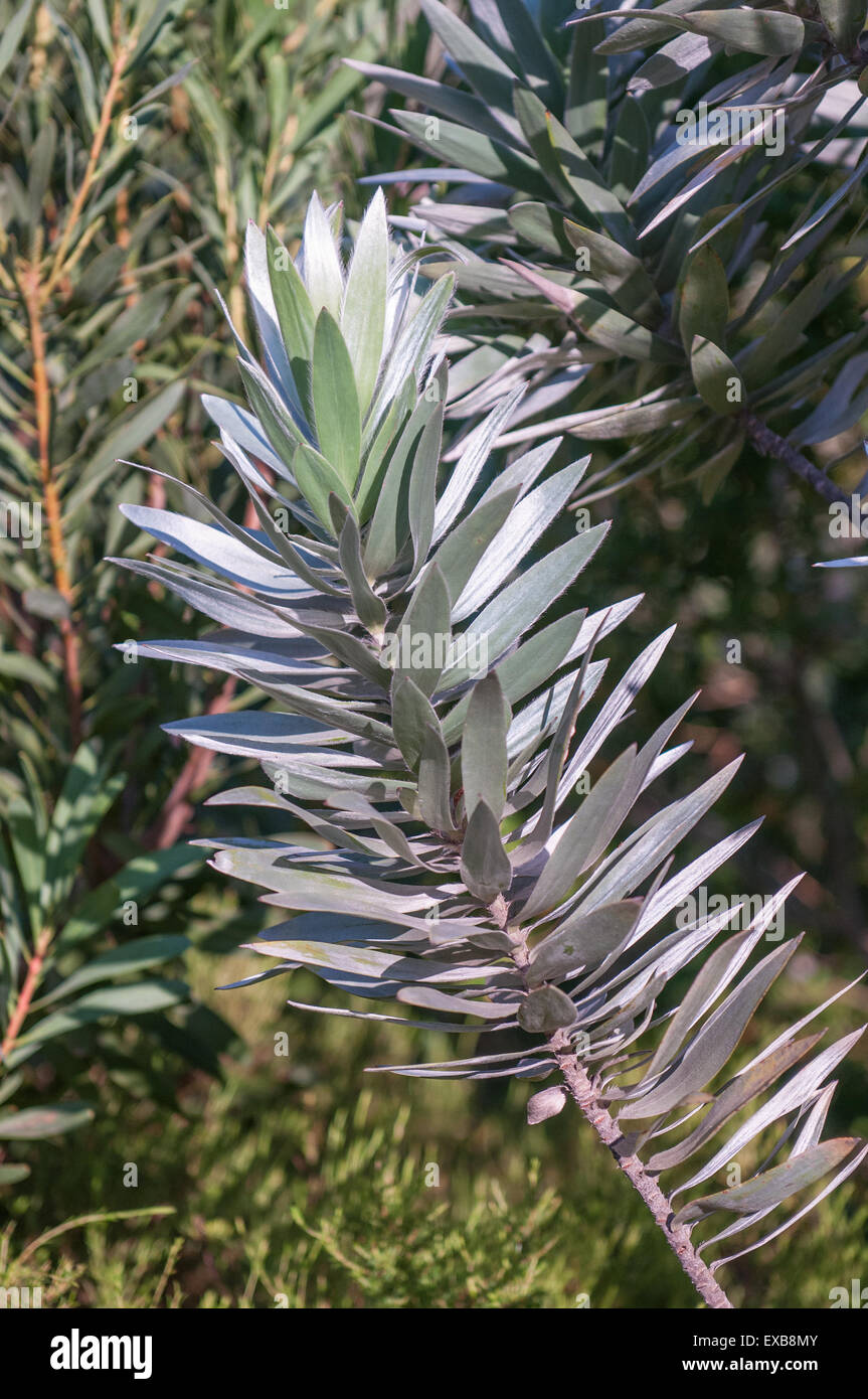 Close up of the leaves of a Silver Tree Protea Stock Photo - Alamy