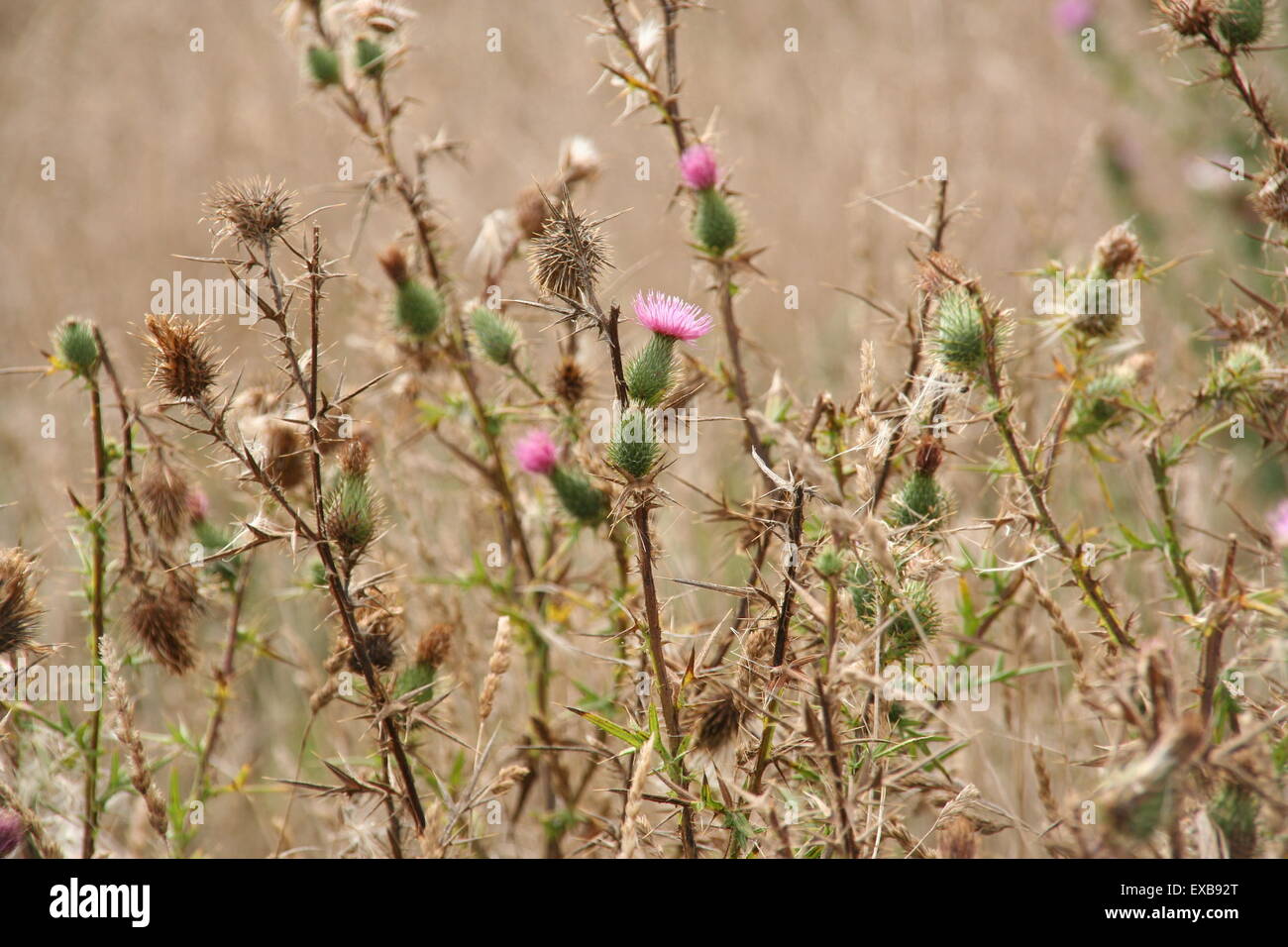 Weed in australia hi-res stock photography and images - Alamy