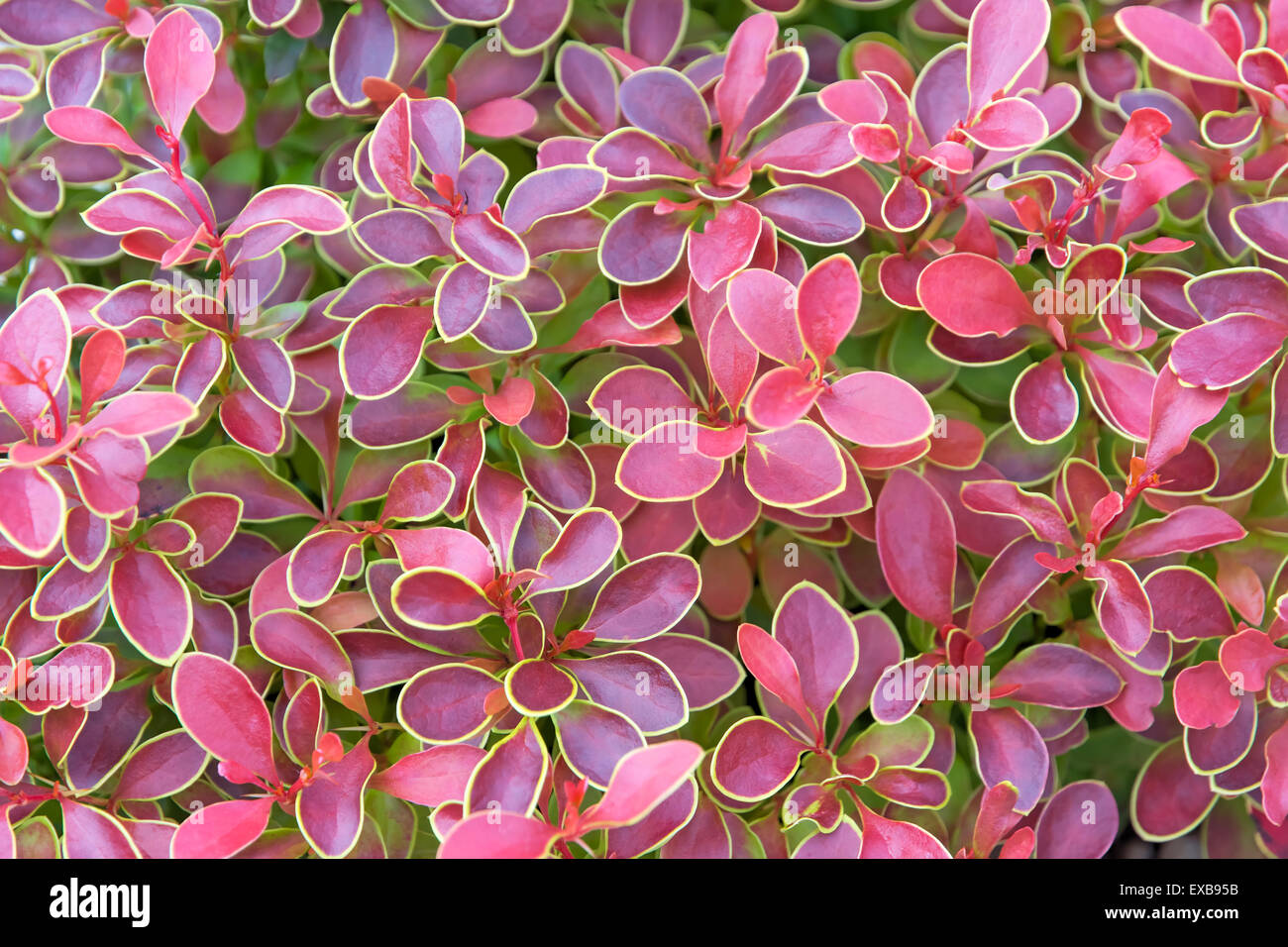 Background of red leaf bush close-up Stock Photo - Alamy