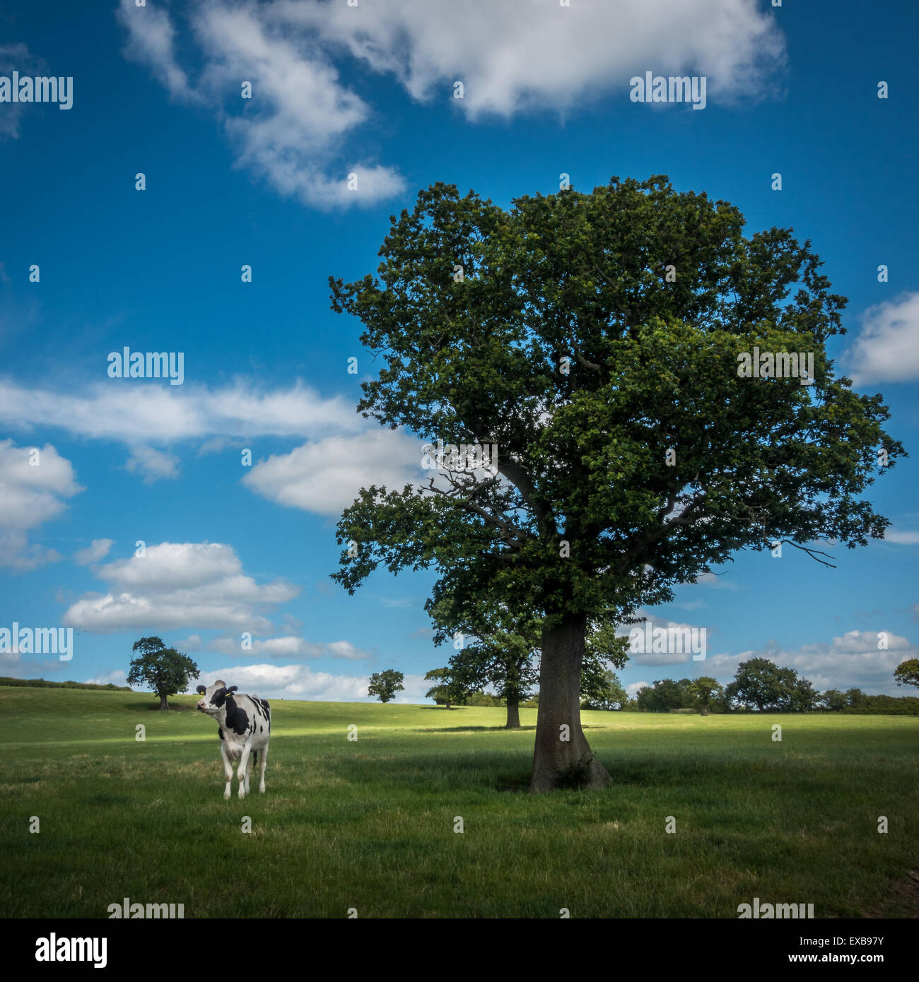 Black and white of a face in a tree hi-res stock photography and images ...