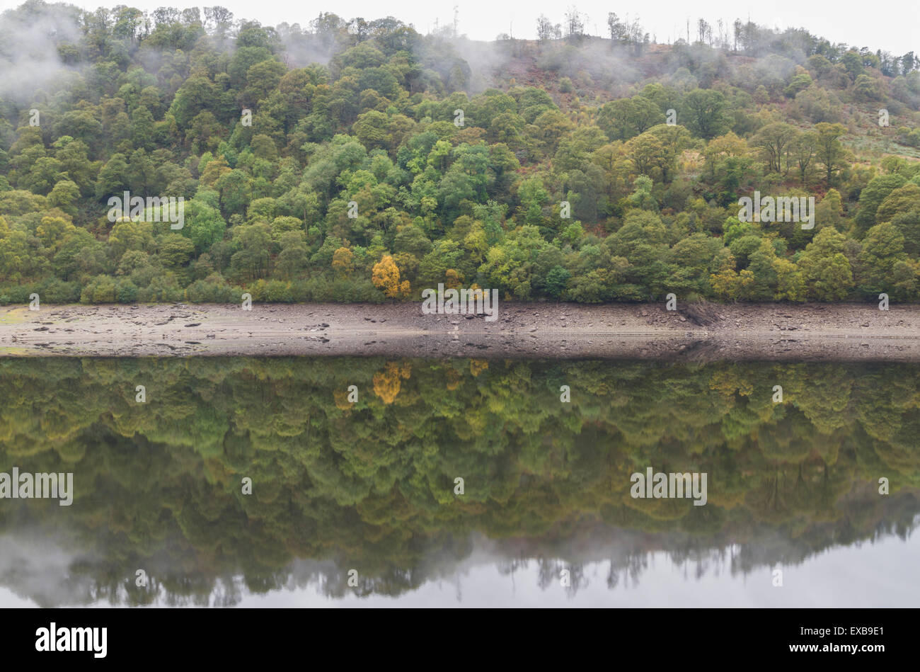 Conifer plantations hi-res stock photography and images - Alamy