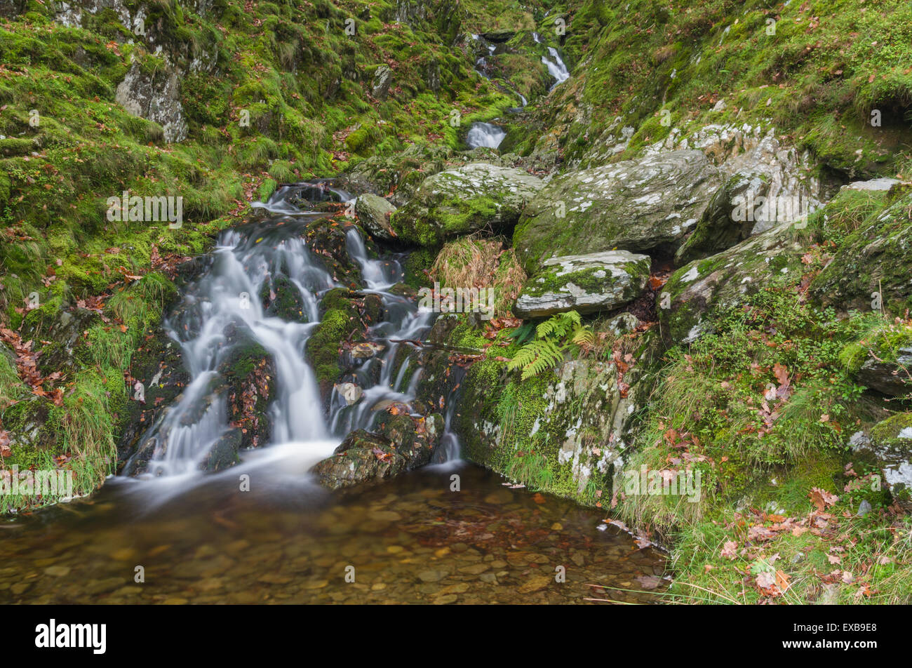 Stream falling through moss and trees, Autumn Fall. United Kingdom ...