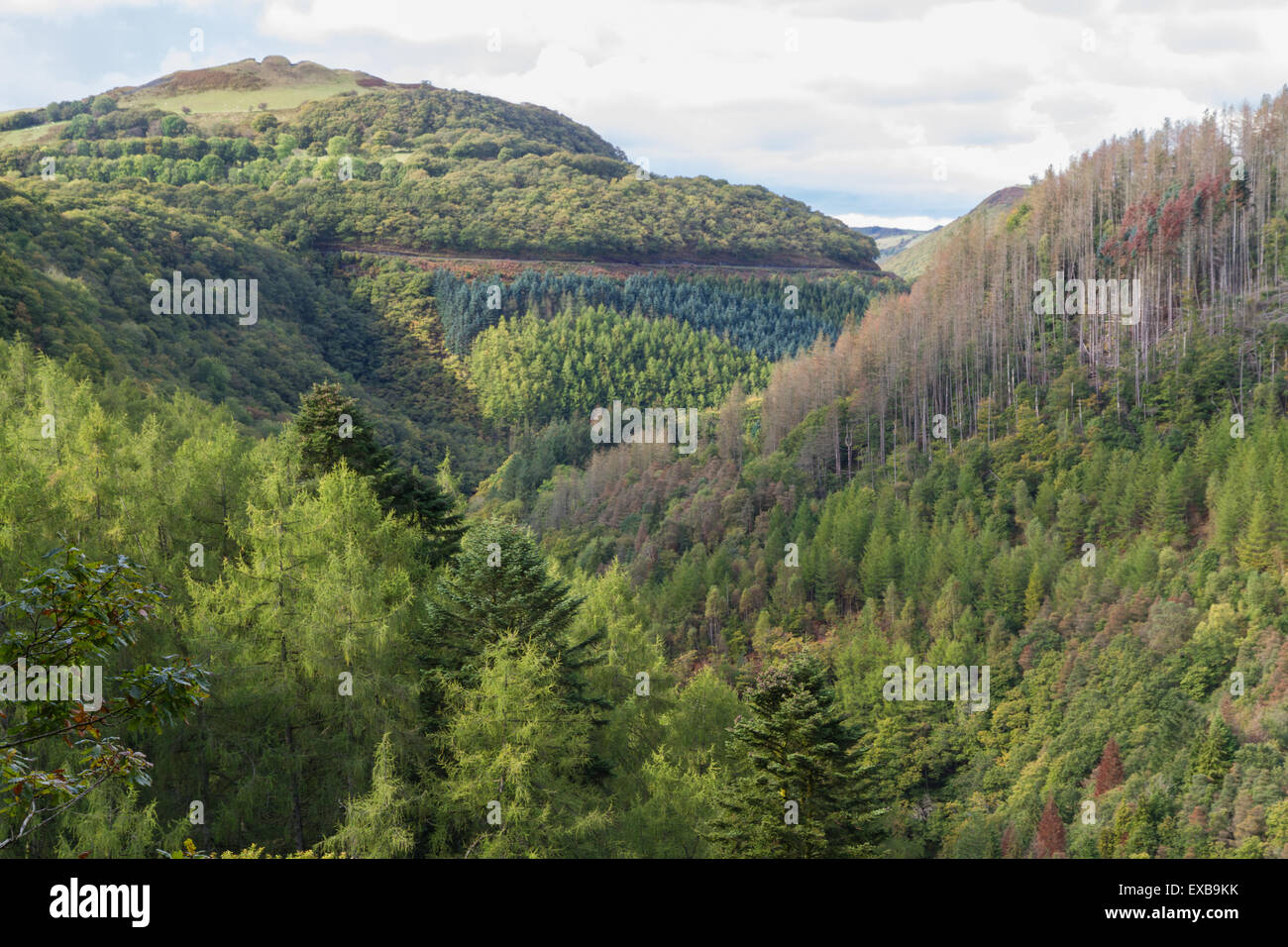 Wooded tree lined valley of river Afon Rheidol, Pontarfynach, Hafod ...