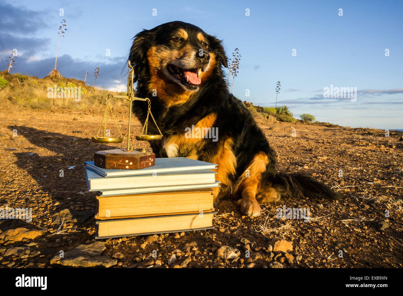 Black dog reading a book hi-res stock photography and images - Alamy