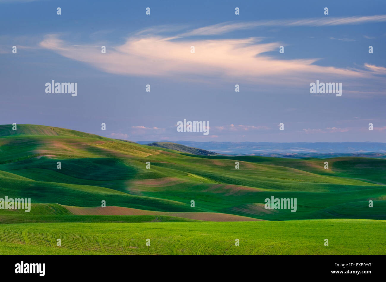 Rolling hills of green wheat fields in the Palouse region of the Inland ...