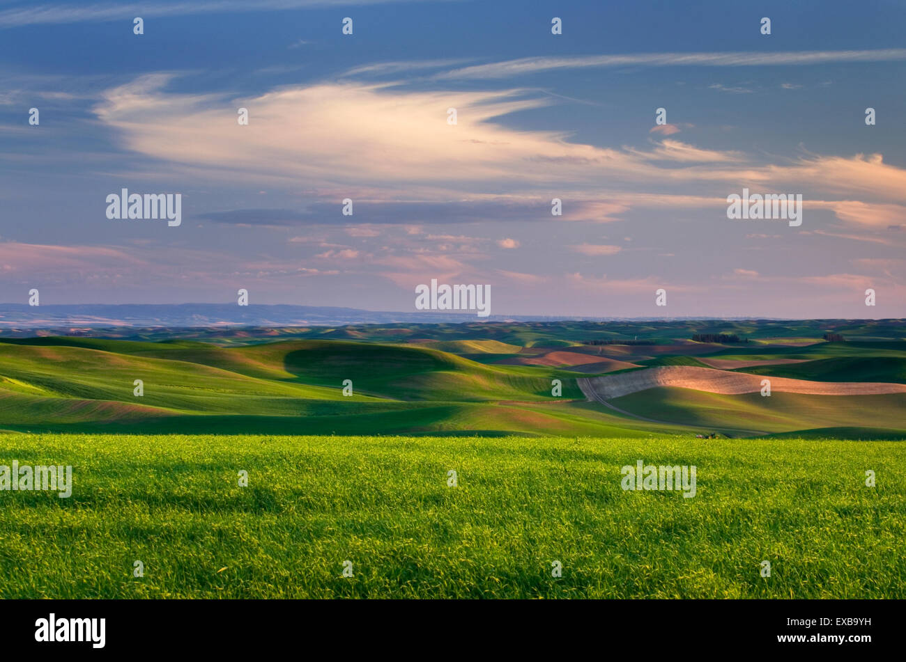Rolling hills of green wheat fields in the Palouse region of the Inland ...