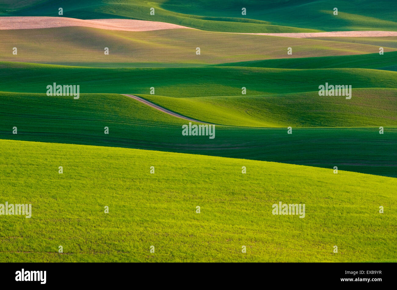 Rolling hills of green wheat fields in the Palouse region of the Inland ...