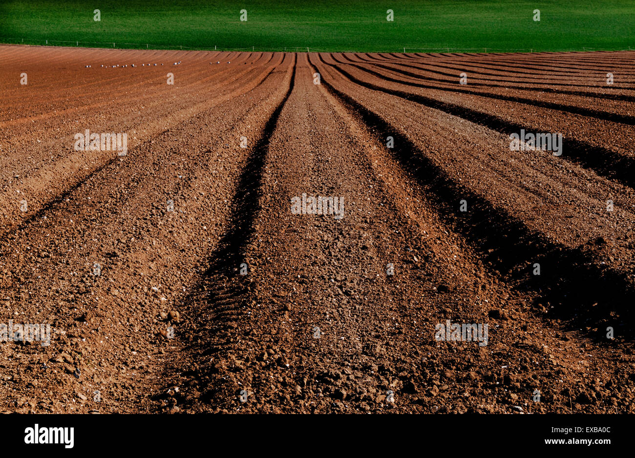 Cultivated crop fields hi-res stock photography and images - Alamy