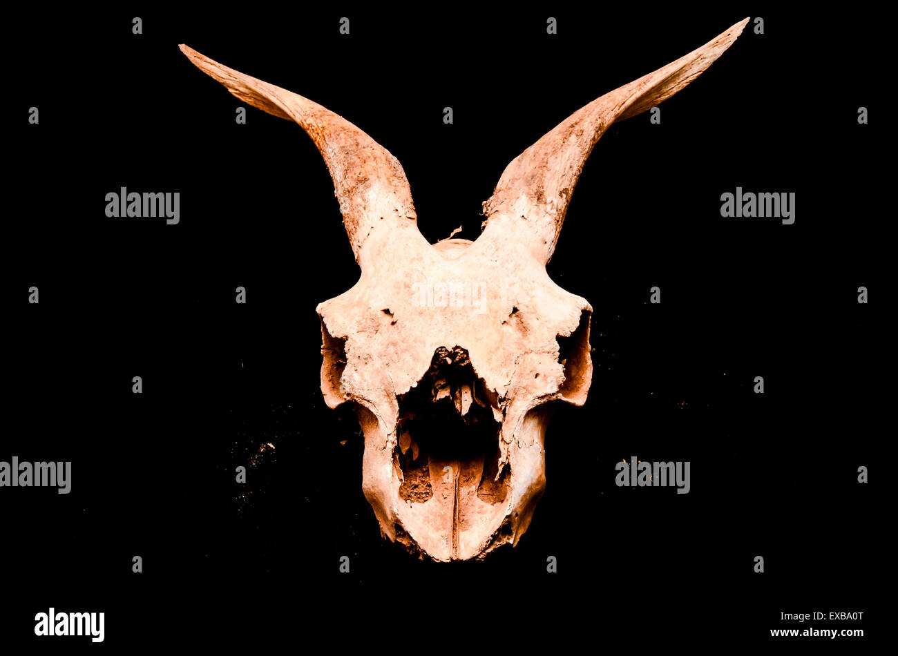 Dry Goat Skull with Big Stock Photo - Alamy