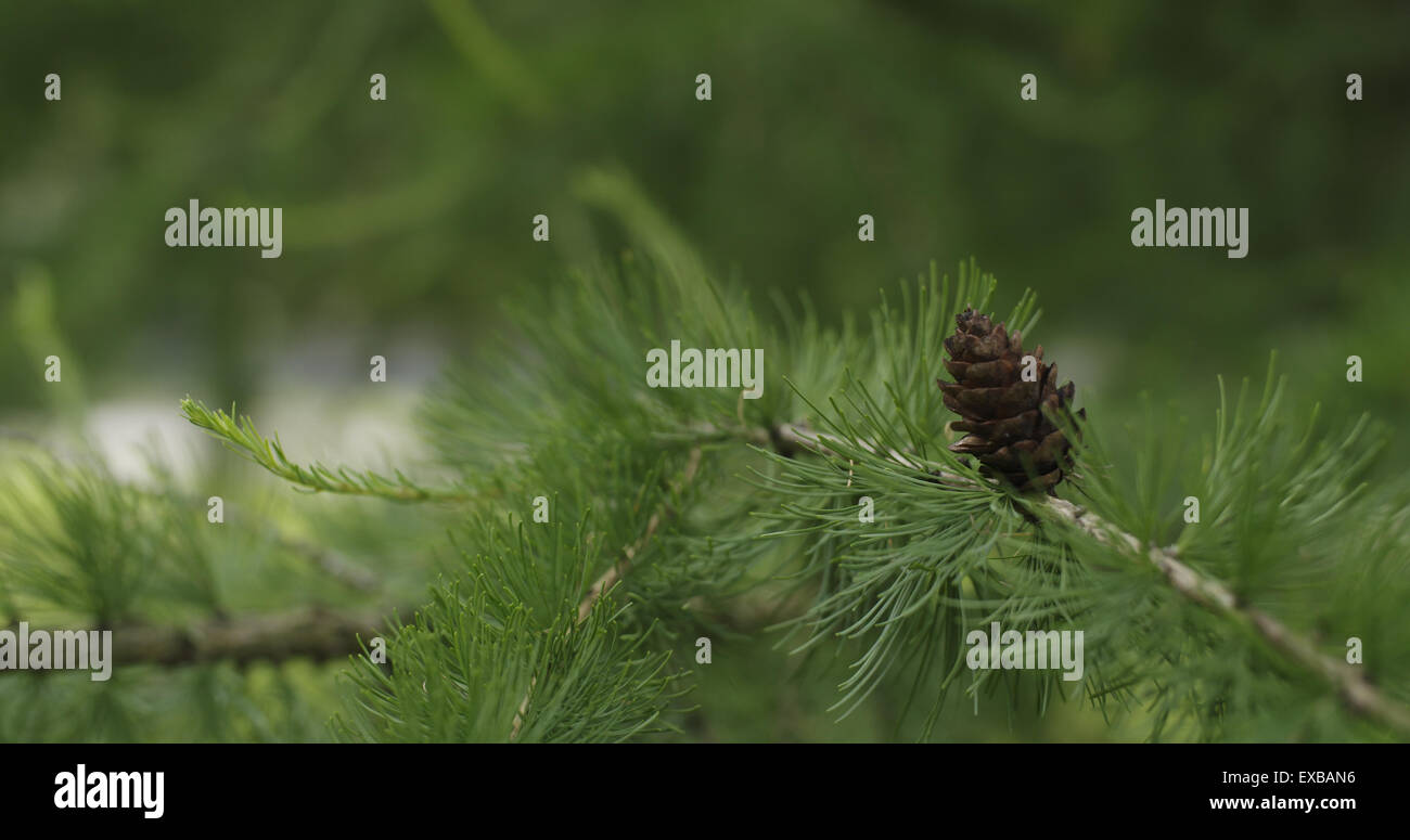 larch tree with cones in summer day Stock Photo - Alamy