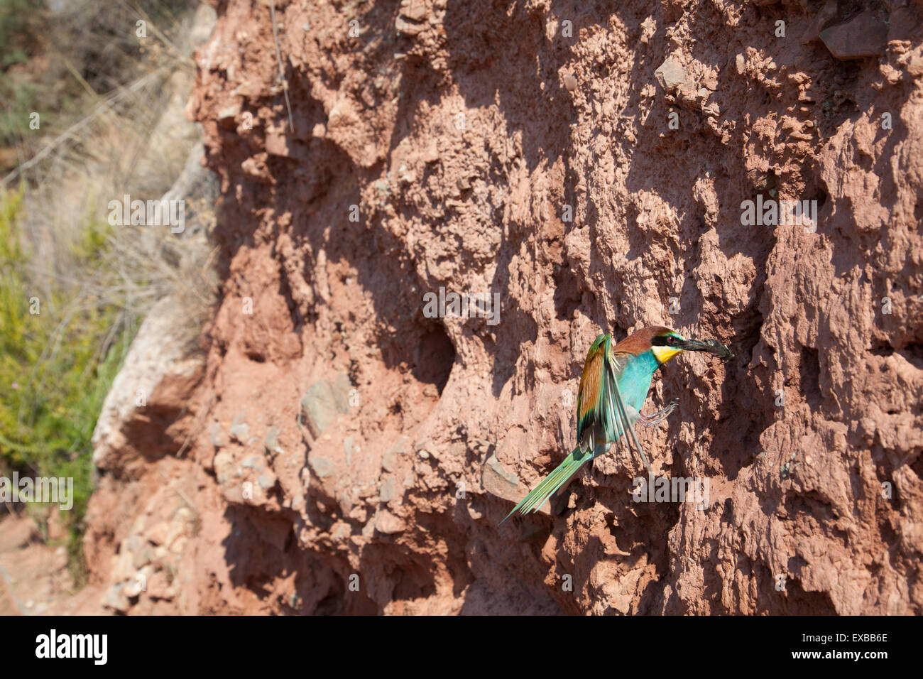 european bee eater arrival to its nest Stock Photo - Alamy