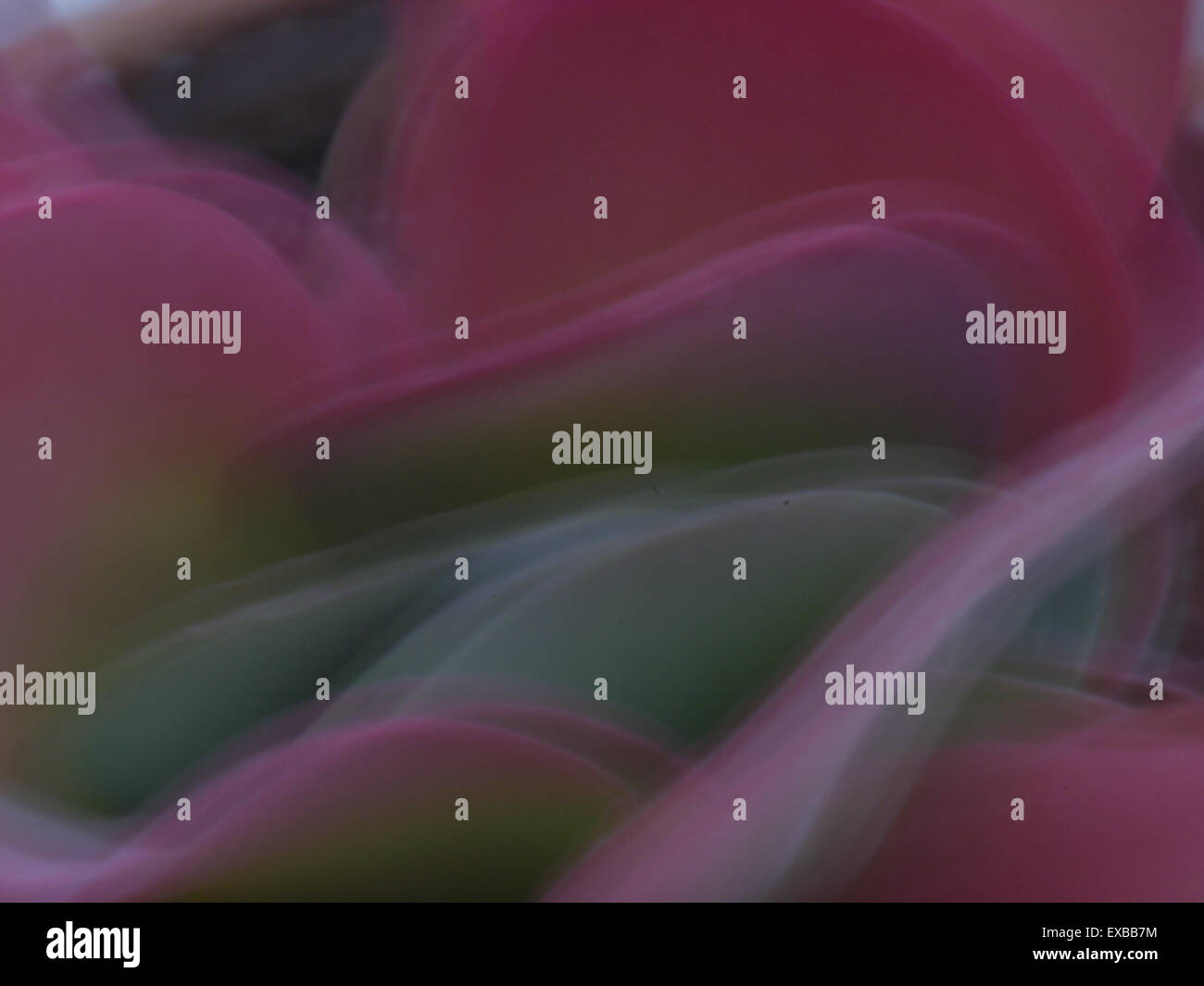 Blooming Fresh Colored Flower Stock Photo - Alamy