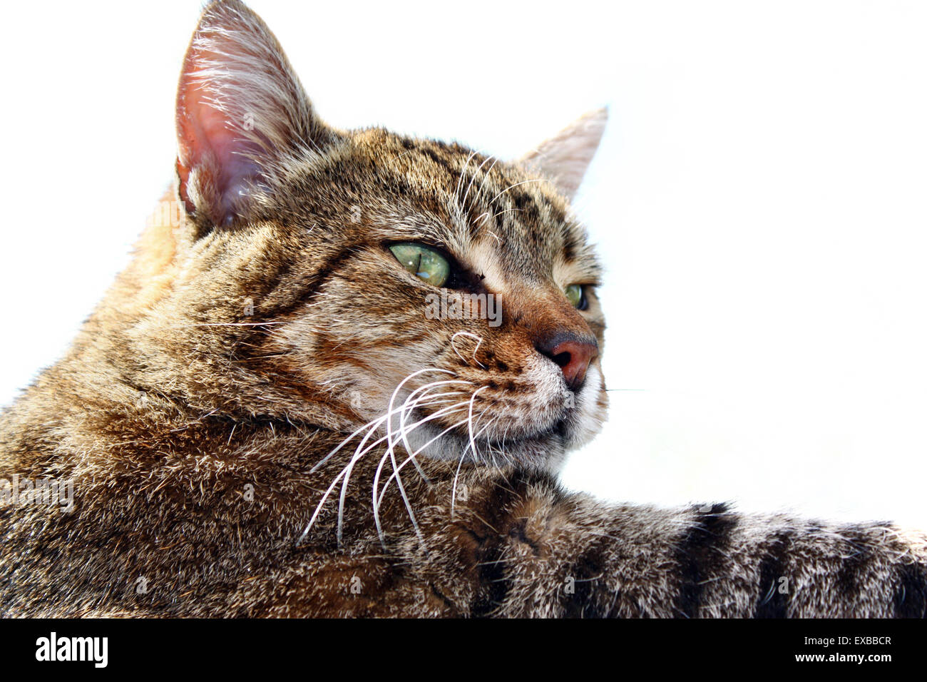 Cat kitten gaze regard glance look head Stock Photo - Alamy