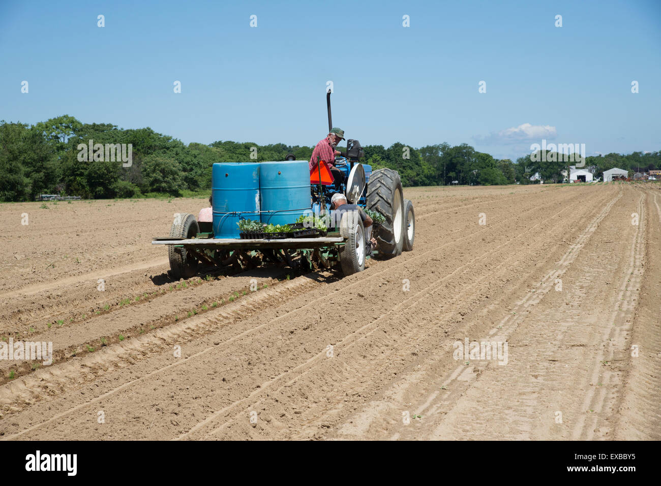 Planting seedlings from a tractor trailer on a farm in the North Fork ...