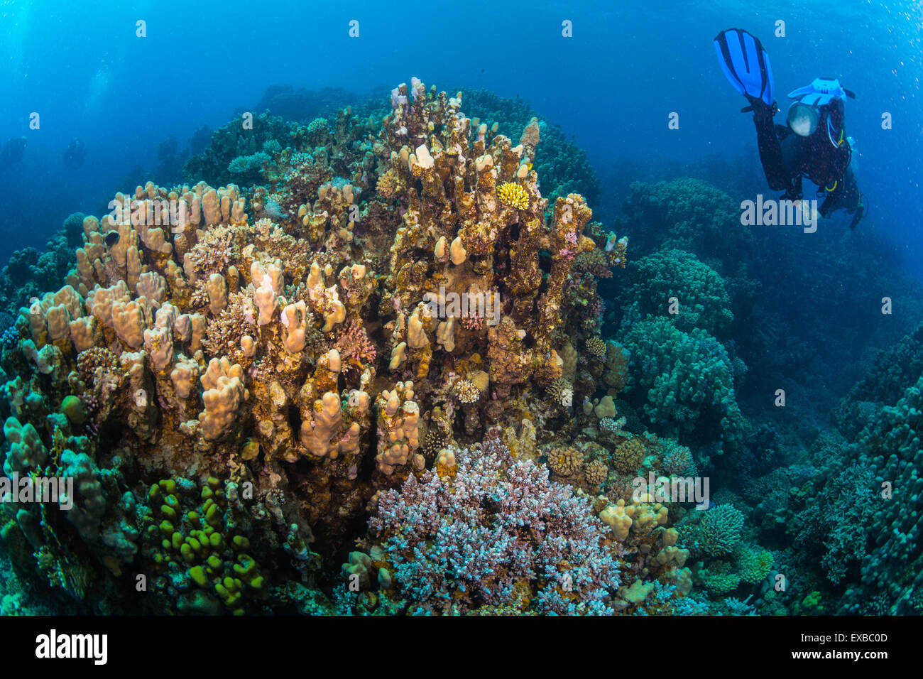 Diver on the reaf of Red sea Stock Photo - Alamy