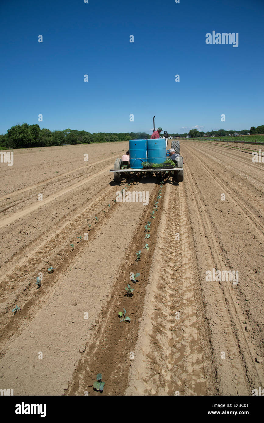 Planting seedlings from a tractor trailer on a farm in the North Fork ...