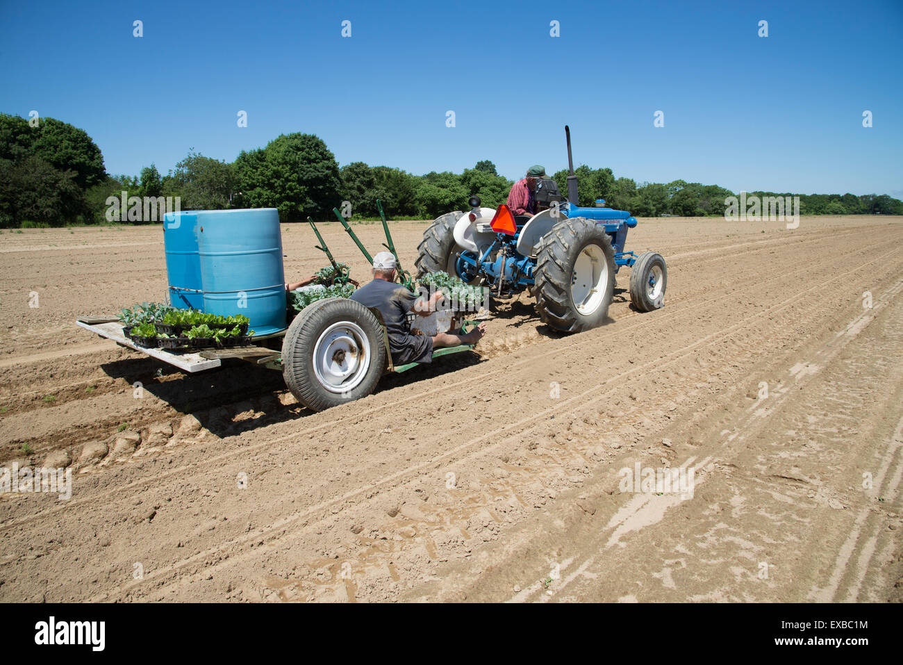 Planting seedlings from a tractor trailer on a farm in the North Fork ...