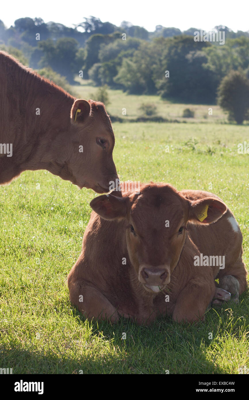 two calves in field, Hurstpierpoint, Sussex Stock Photo - Alamy