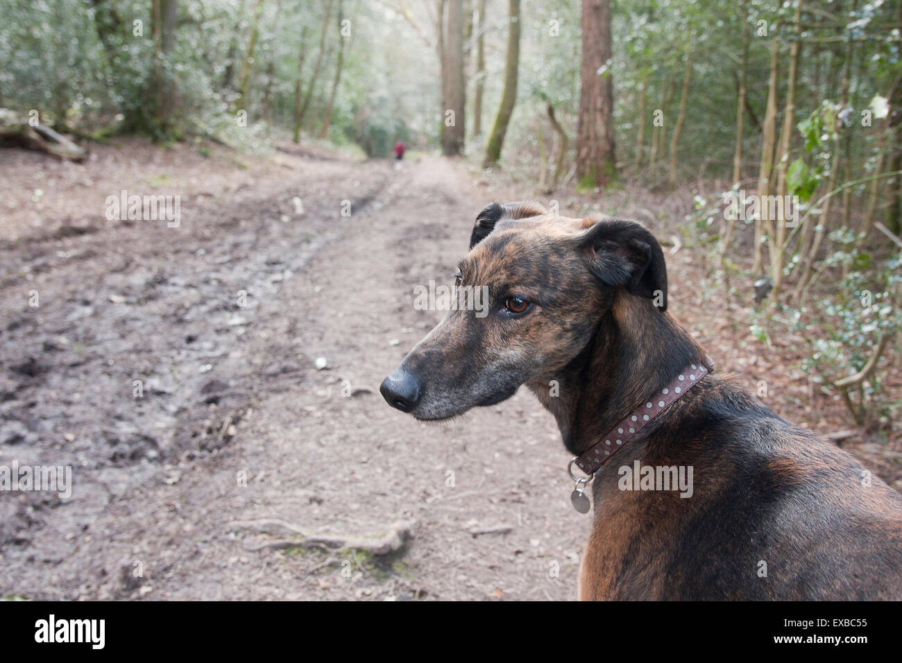 Lurcher dog head hi-res stock photography and images - Alamy