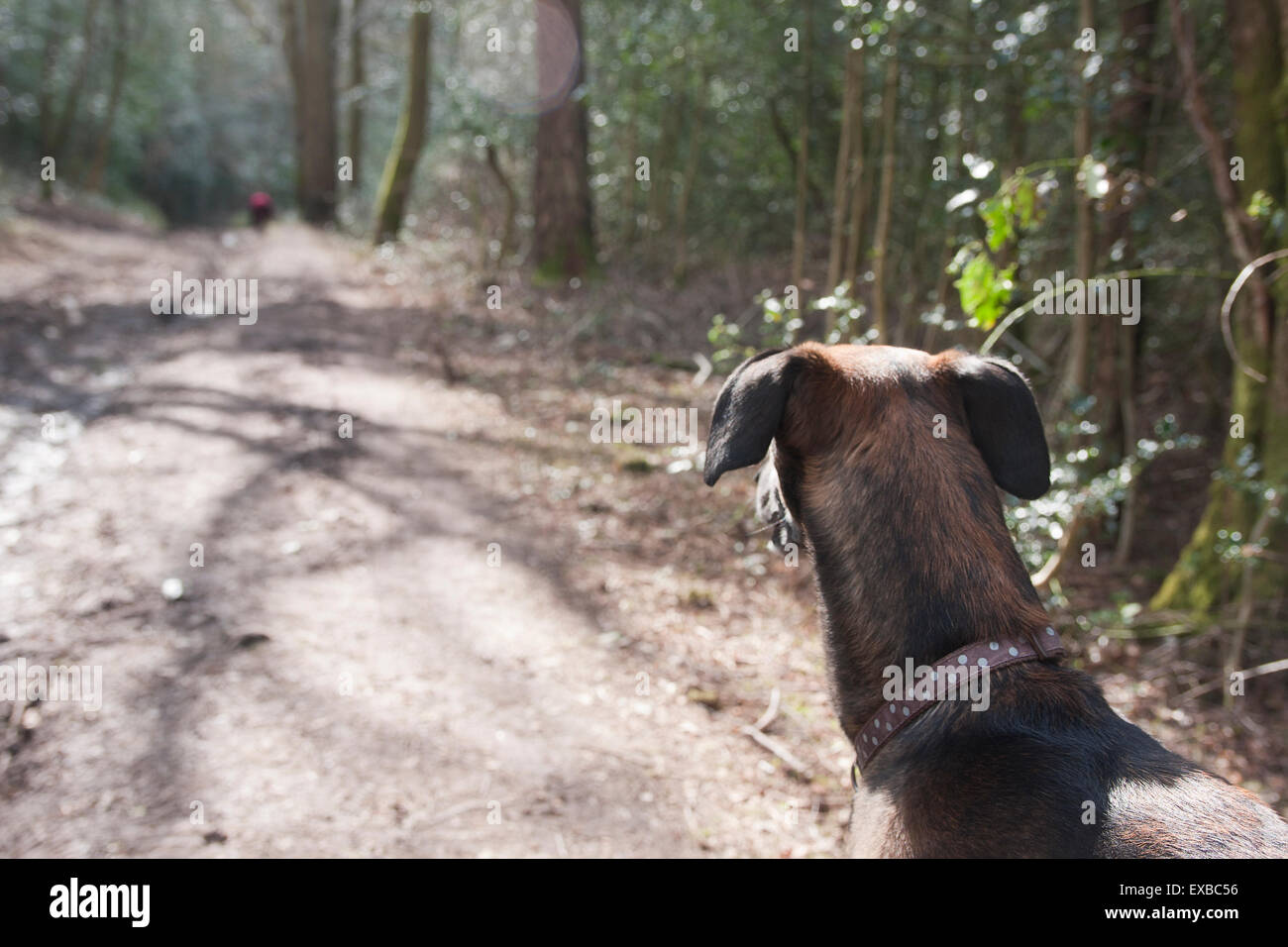 Lurcher dog head hi-res stock photography and images - Alamy