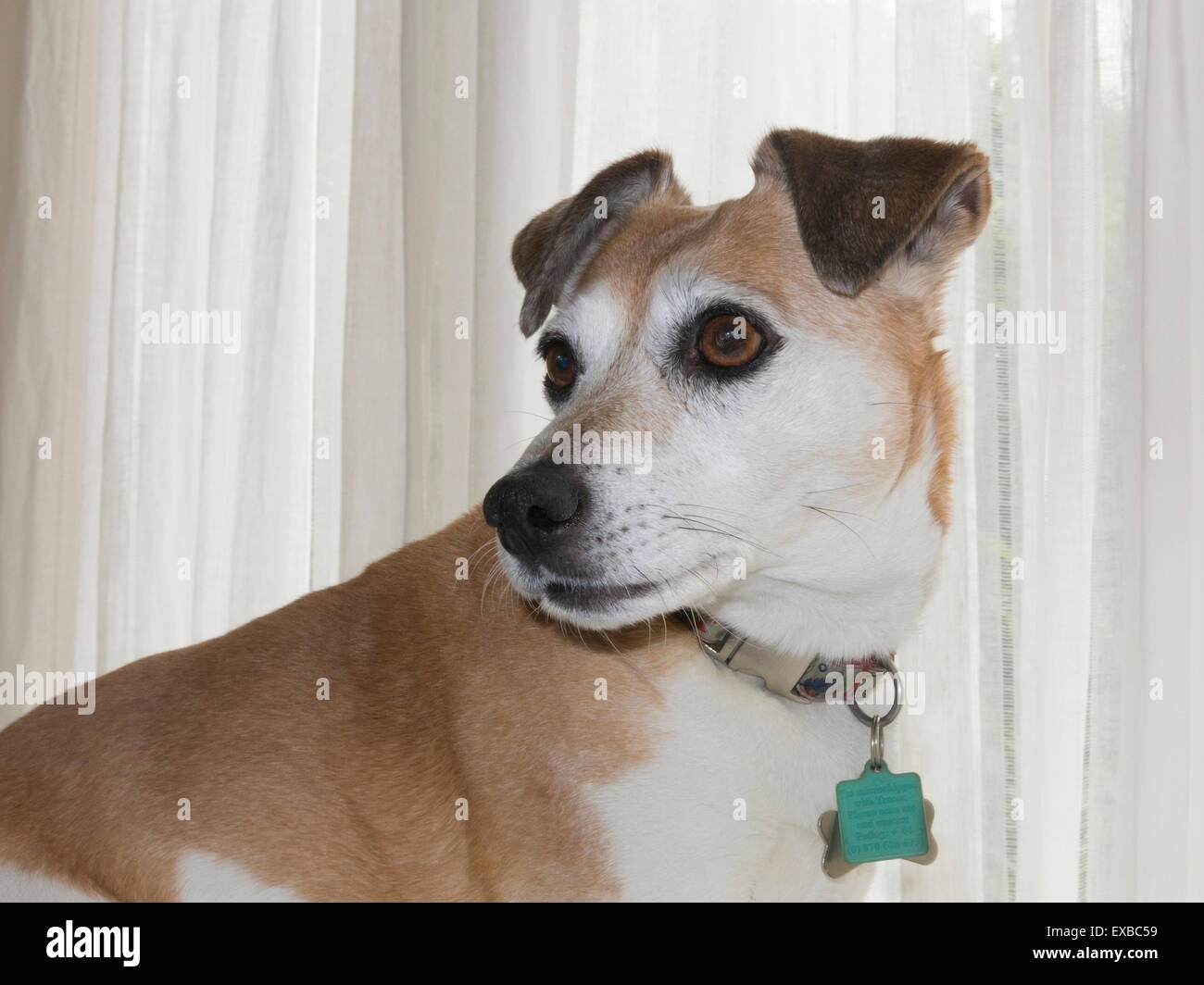 Jack russell terrier portrait adult hi-res stock photography and images ...