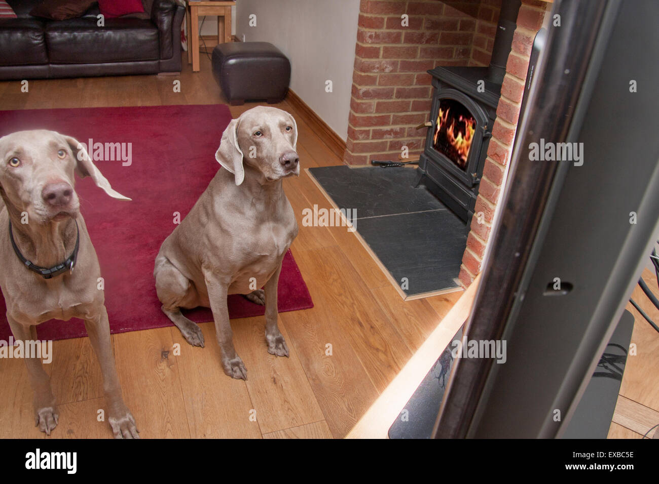 Tv dogs hi-res stock photography and images - Alamy