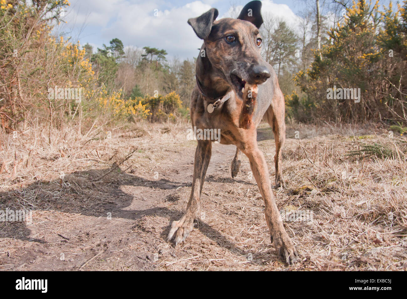 Doberman Greyhound Mix
