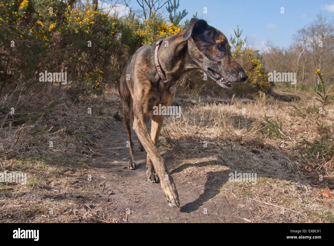 Lurcher Dog walking on country path, Marley Down, Surrey Stock Photo ...
