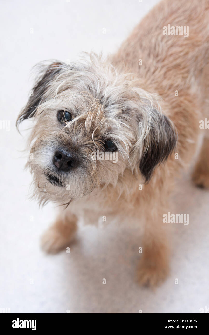elderly border terrier Stock Photo - Alamy
