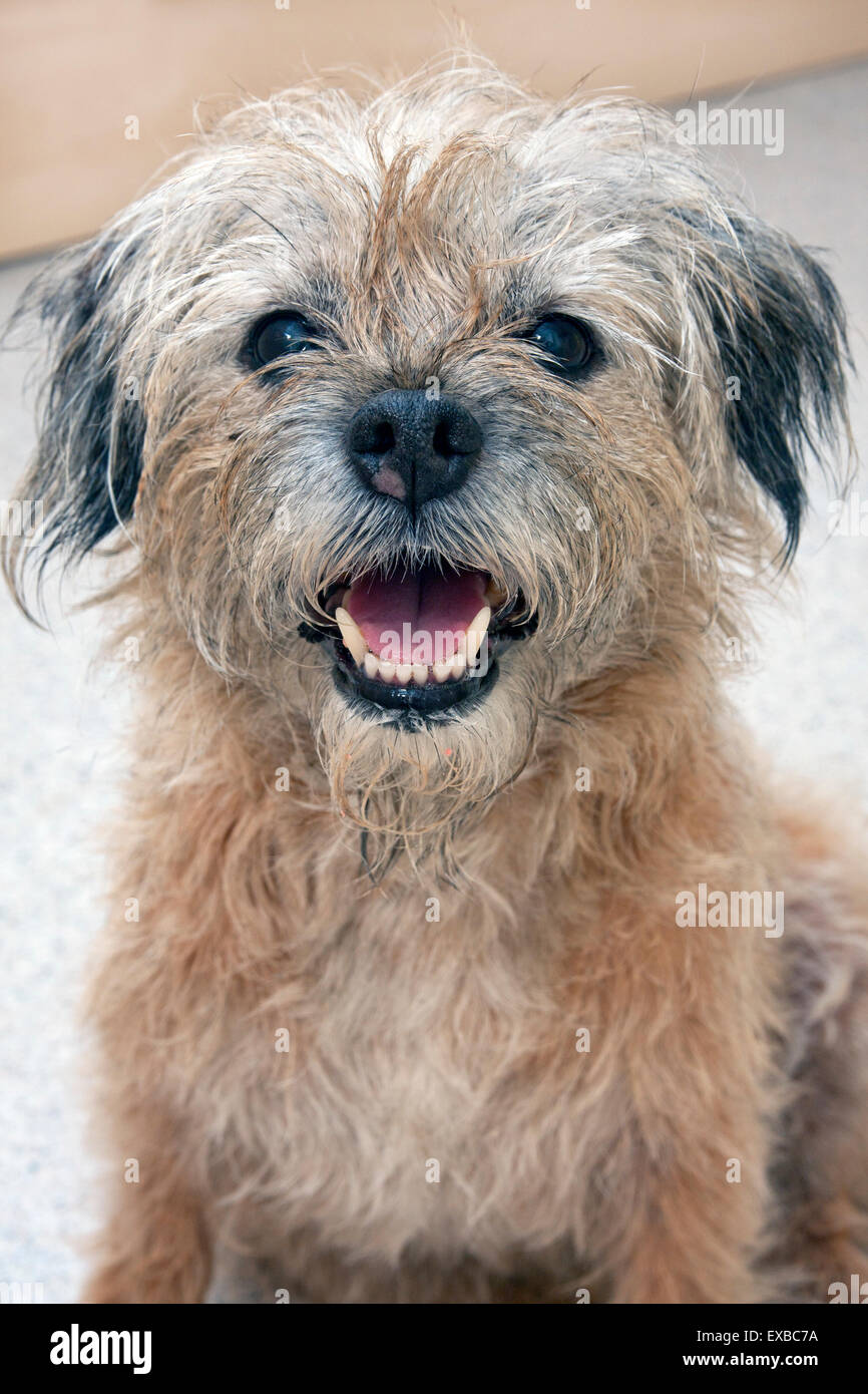 elderly border terrier Stock Photo - Alamy