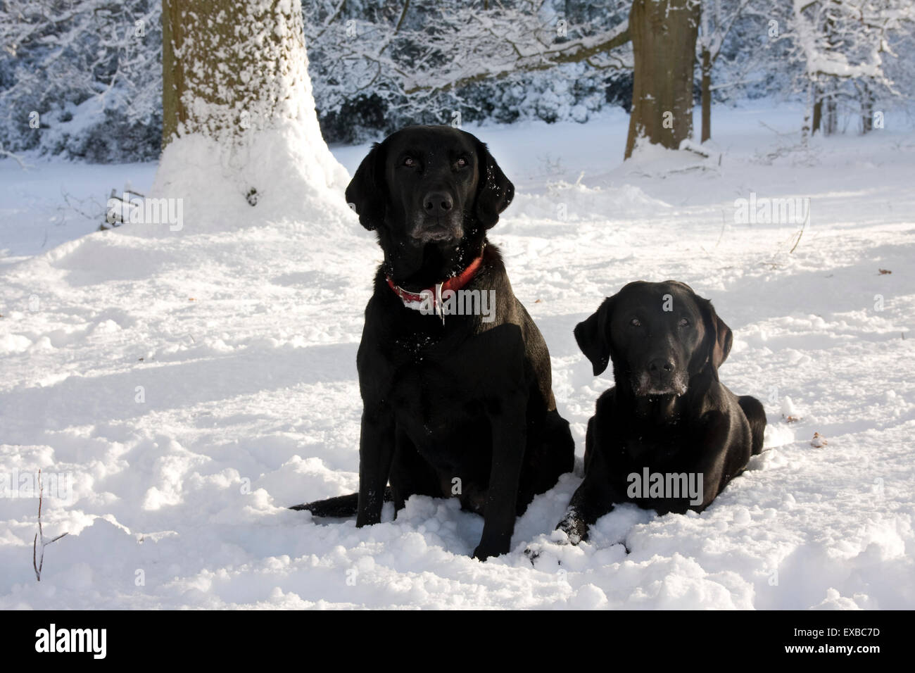 two black labradors in snow Stock Photo - Alamy