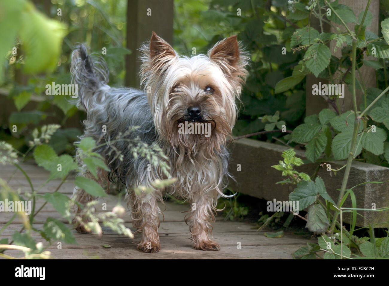 yorkshire terrier, male adult sttanding on country path Stock Photo - Alamy
