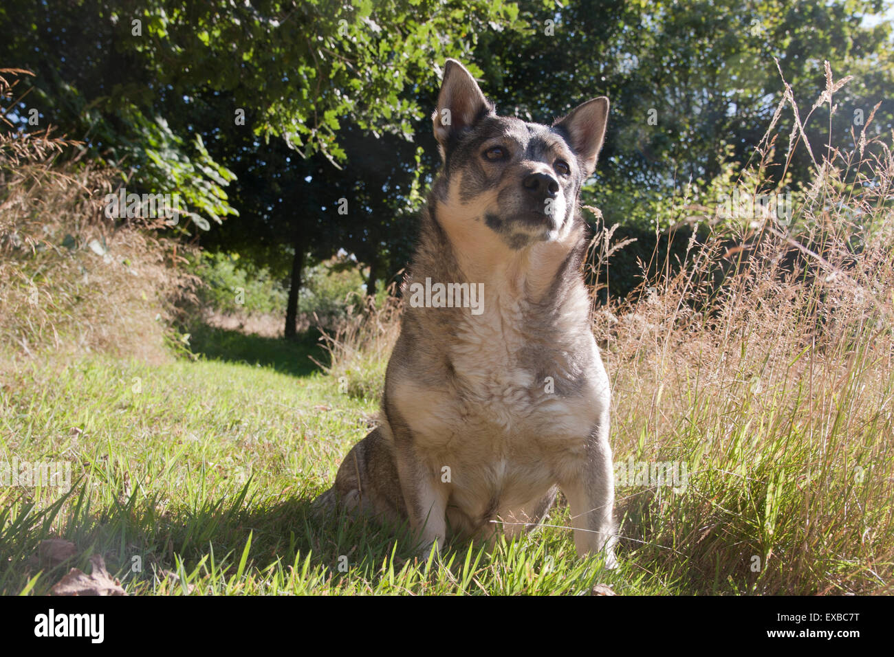 Valhund hi-res stock photography and images - Alamy
