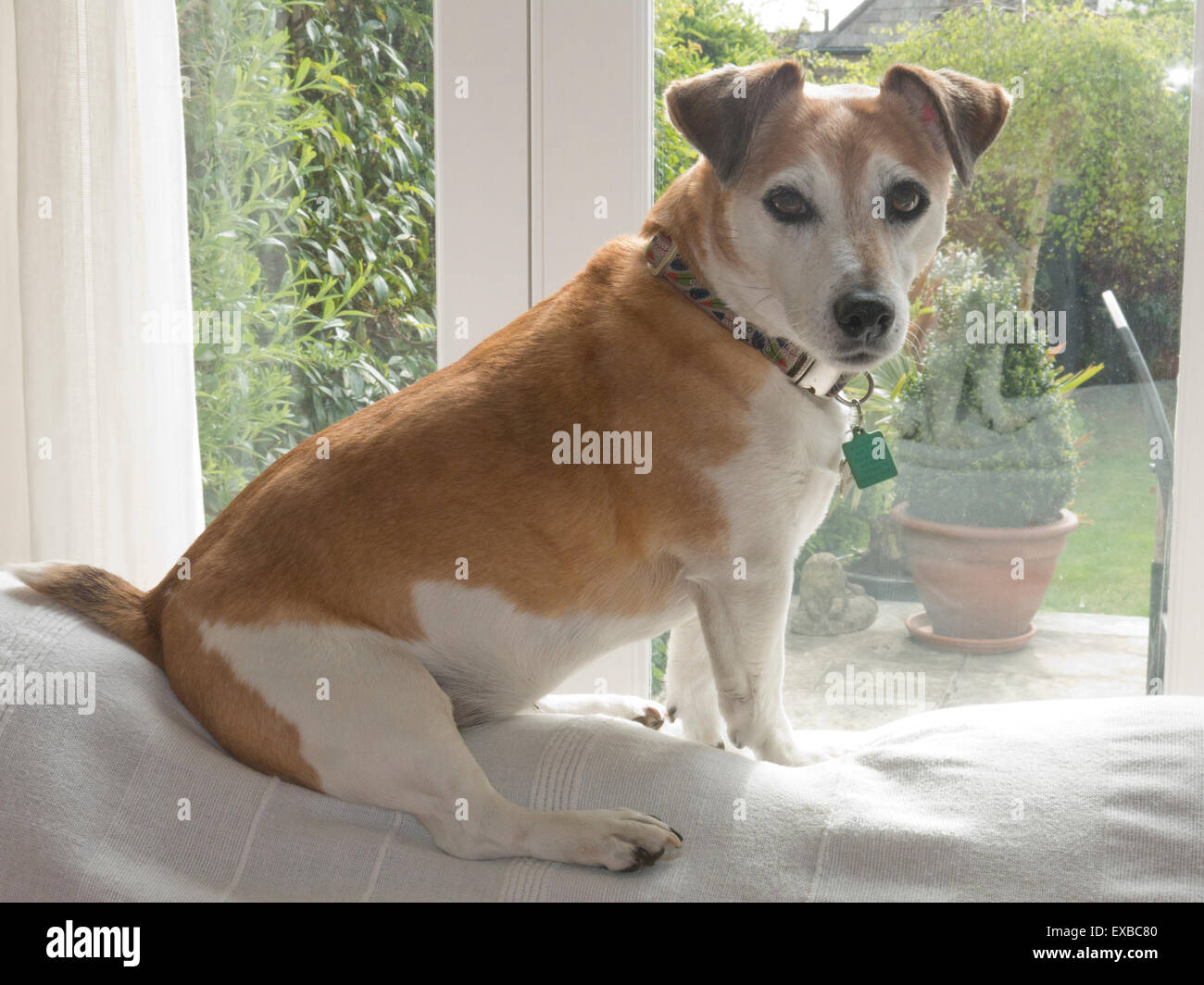 Jack Russell terrier dog sitting on back of sofa by french doors Stock ...