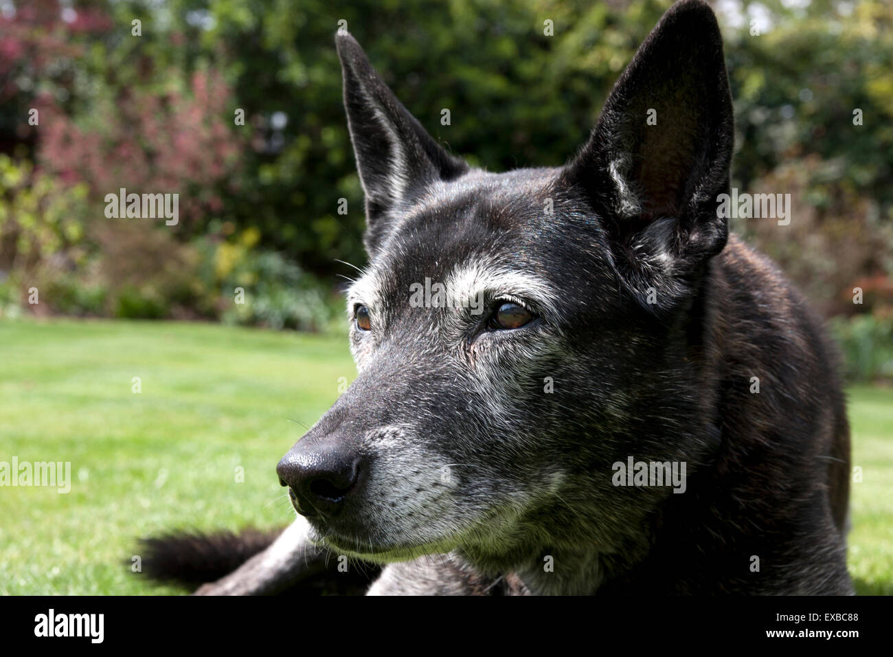 Elderly mongrel sitting in garden Stock Photo - Alamy