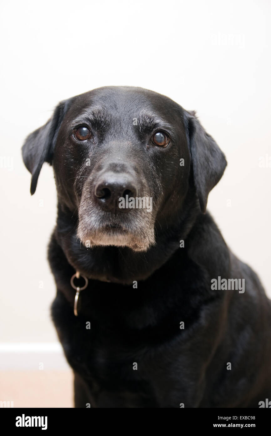 Elderly black labrador, portrait single female adult Stock Photo - Alamy