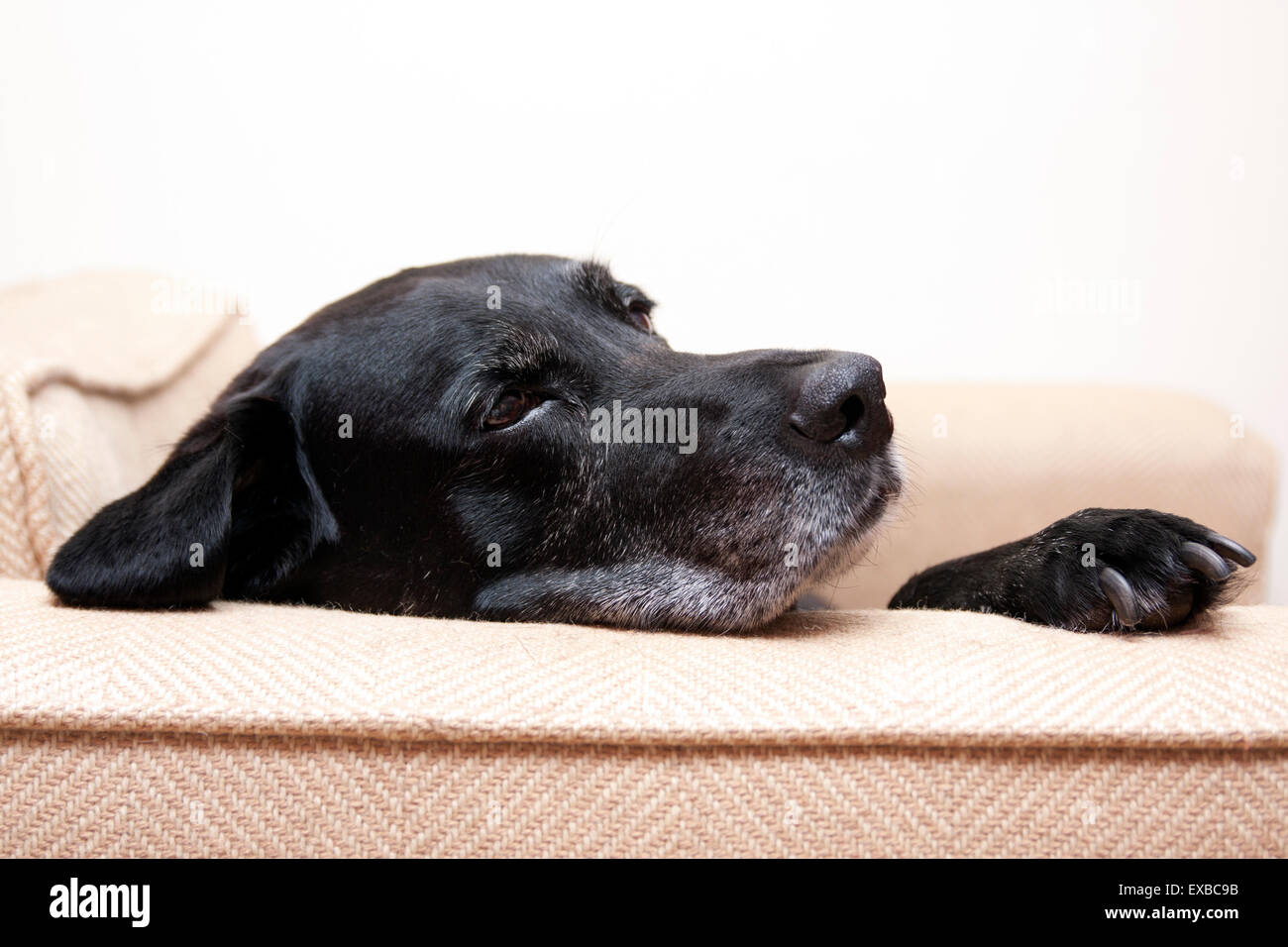 Elderly black labrador, single male adult lying in armchair Stock Photo ...