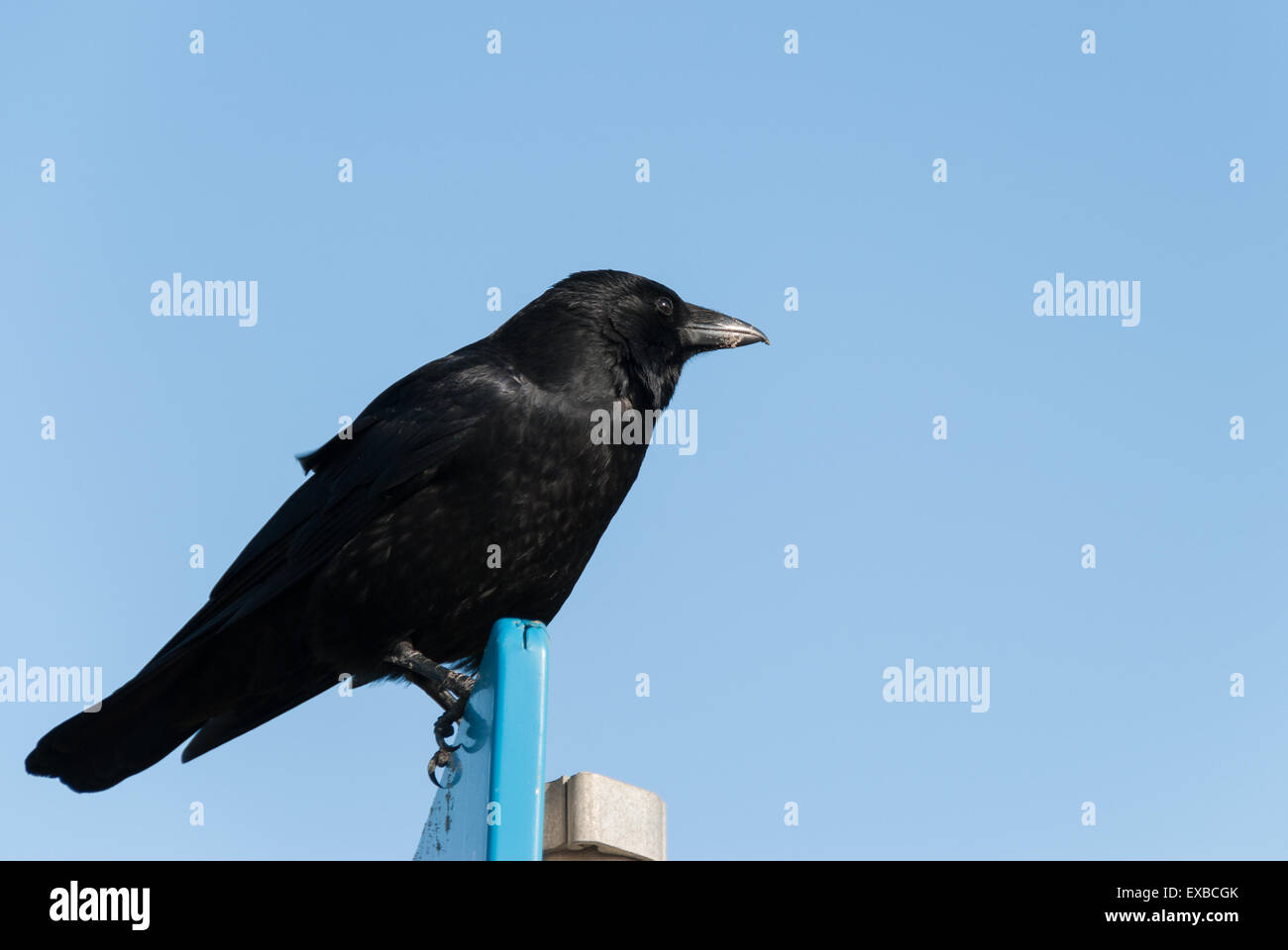 Crow on a shield against a blue sky Stock Photo - Alamy