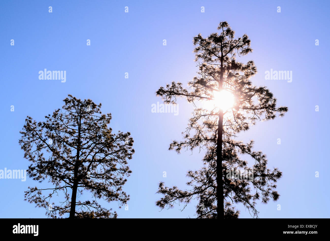 Backlight Tree Silhouette Stock Photo - Alamy