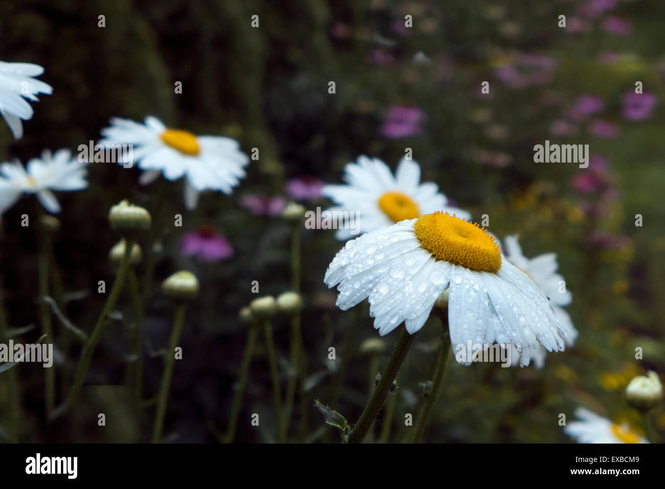 daises in garden Stock Photo - Alamy