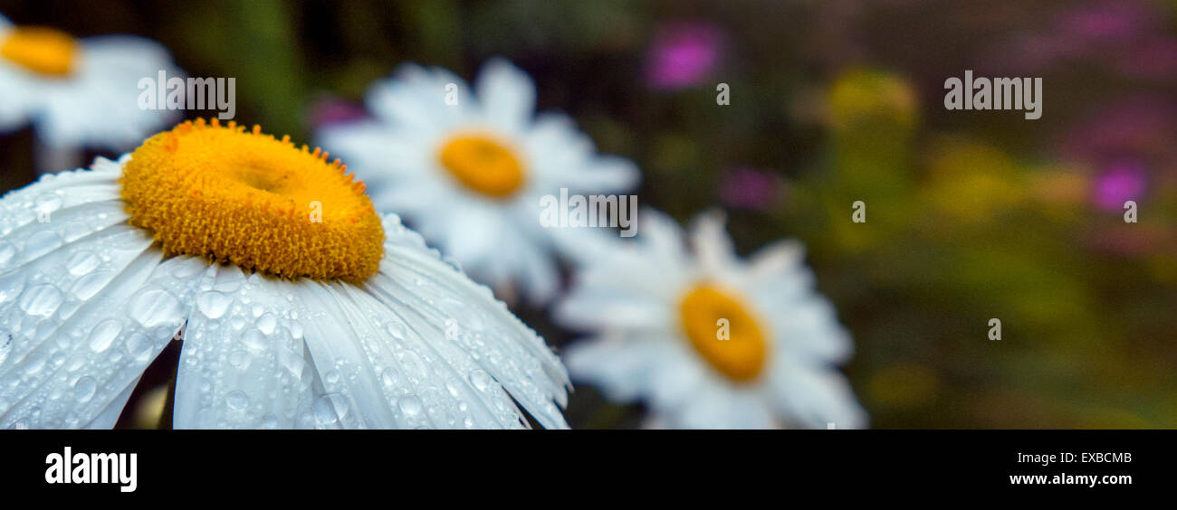 daises in garden Stock Photo - Alamy
