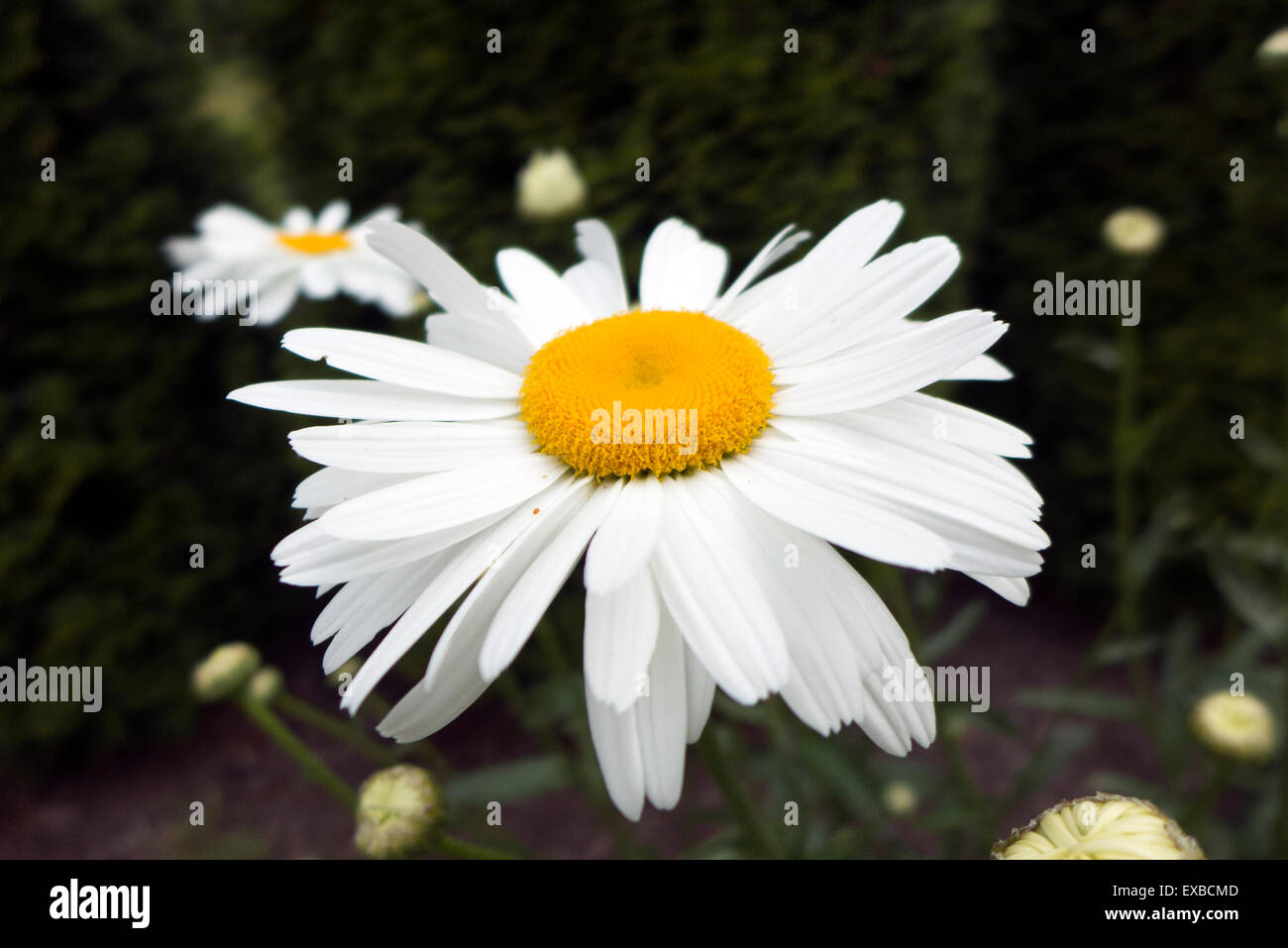 daises in garden Stock Photo - Alamy