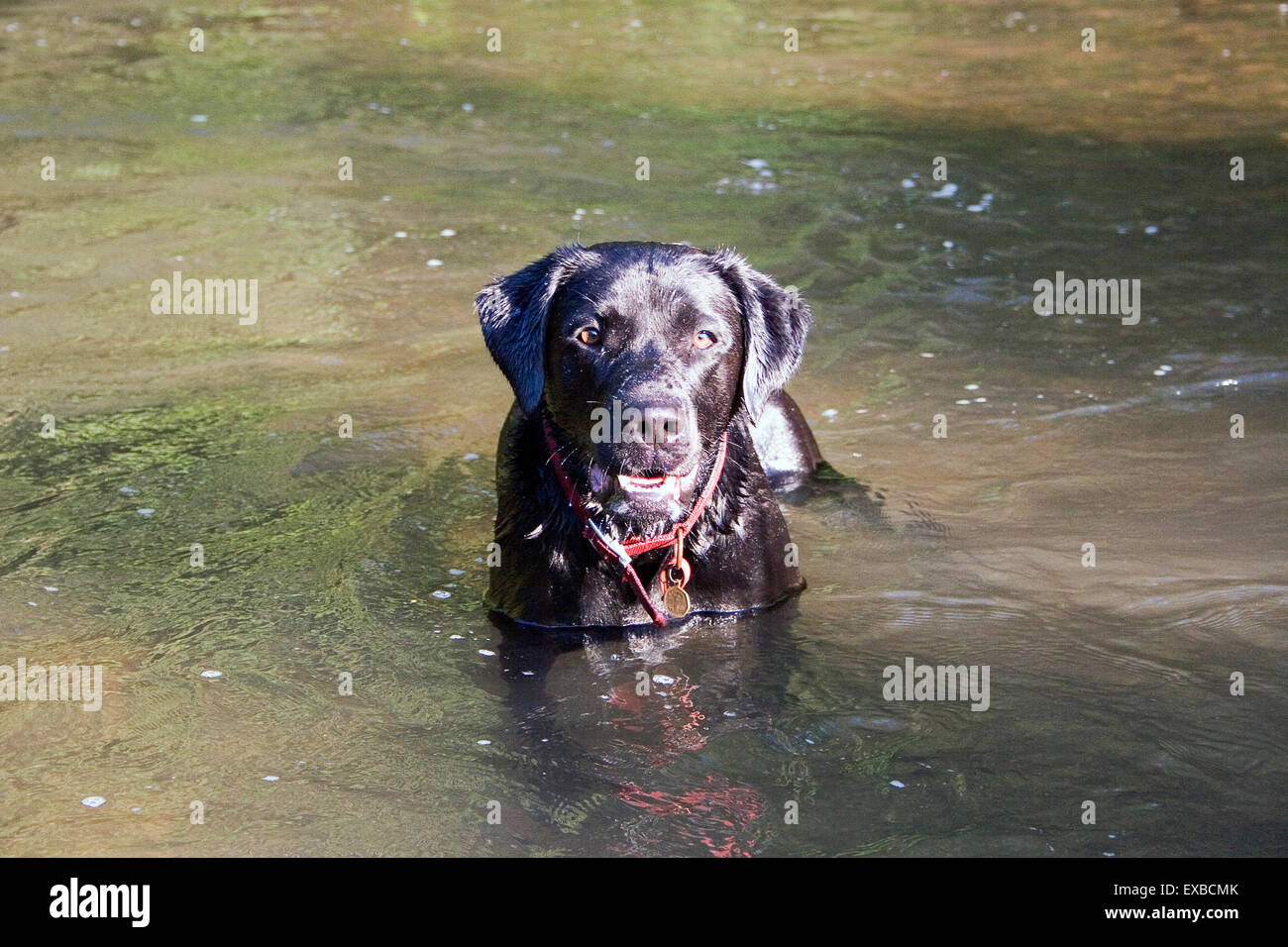young black labrador pup playing in water Stock Photo - Alamy