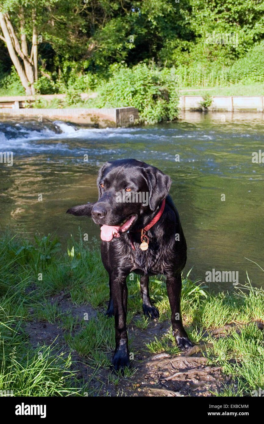 young black labrador pup playing in water Stock Photo - Alamy